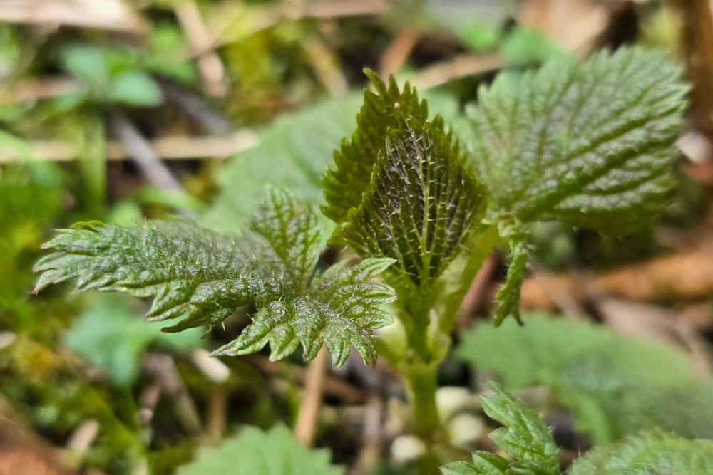 Spring Foraging for Nettle: An Herbalist's Journey – CORDIFOLIA